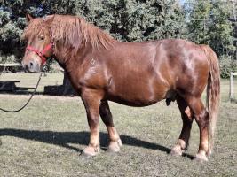 North American Suffolk Horse Association - Suffolks For Sale