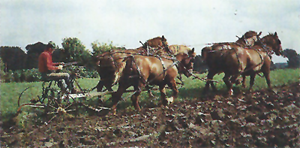 North American Suffolk Horse Association - Home